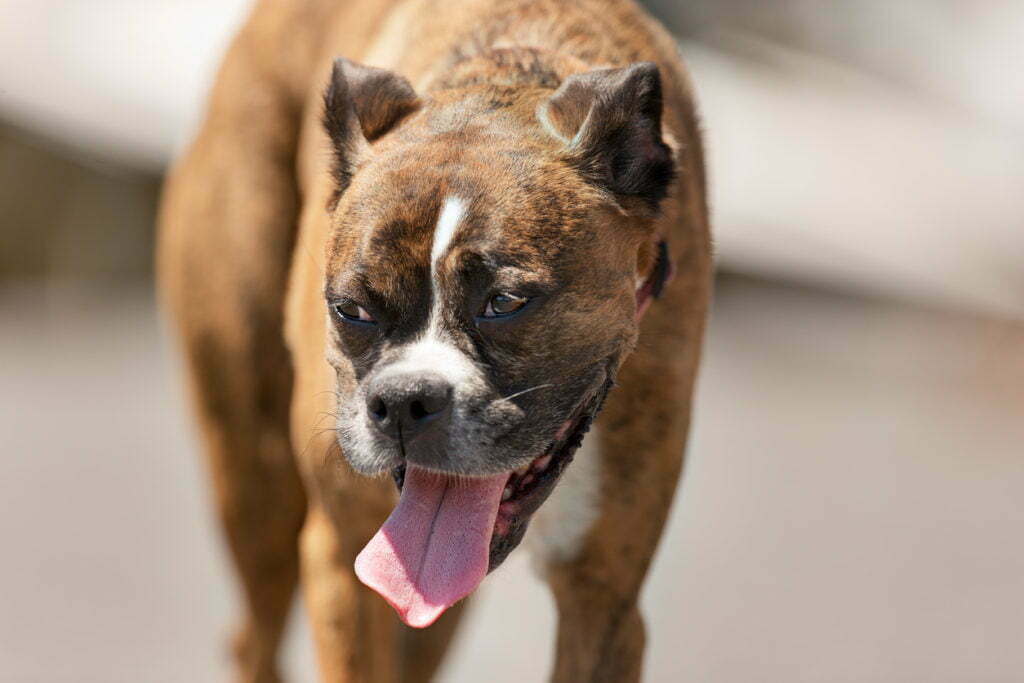 What are the warning signs of dog dehydration and how to prevent it ...