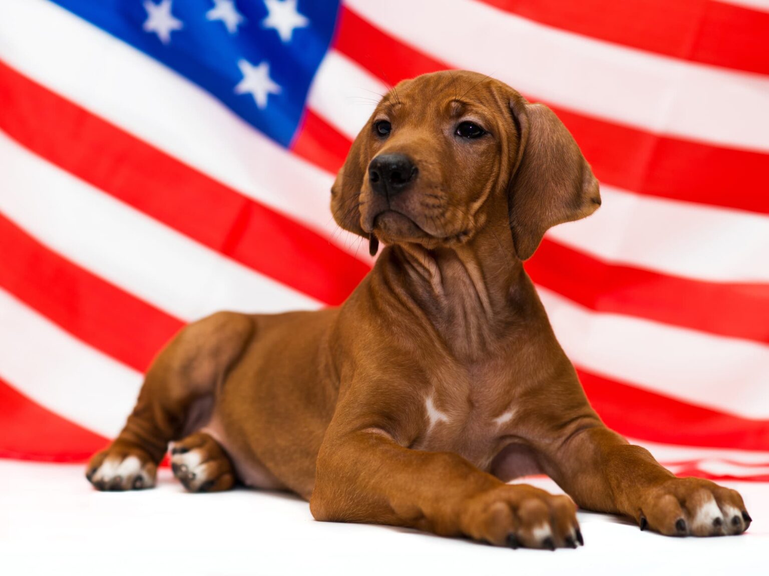 CELEBRATING NATIONAL DOG DAY: 10 Ways to Make Your Pup Feel Extra ...