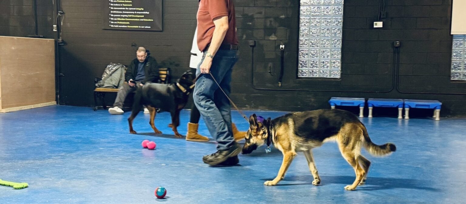 Tackling Severe Dog Anxiety: Is Private Training the Answer? - Michigan ...